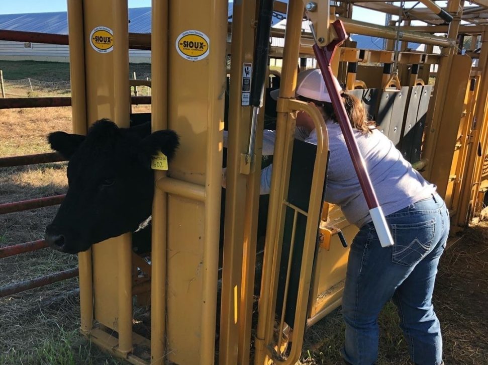Cattle Equipment | Mead Lumber